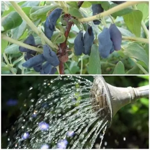 Honeysuckle Kamchadalka: ការពិពណ៌នាពូជរូបថតការពិនិត្យ 10735_20