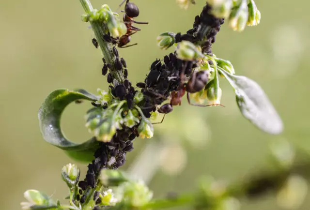 Honeysuckle Gerda: сорттун сүрөттөлүшү, сүрөттөр, сын -пикирлер, поллинаторлор, отургузуу жана багуу, көбөйтүү 10741_7