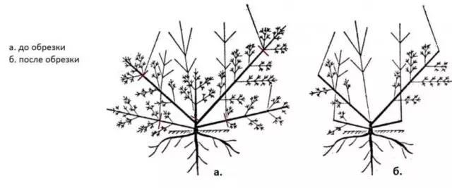 Cuidado de la madreselva en primavera: en julio, mayo y abril, consejos de jardineros experimentados, video. 10747_3