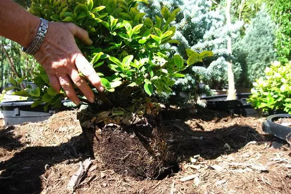 Cuidado de la madreselva en primavera: en julio, mayo y abril, consejos de jardineros experimentados, video. 10747_5