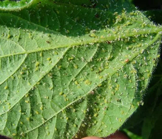 Honeysuckle gedréchent: Grënn, wat ze maachen, firwat Blieder schwaarz ginn, Weeër fir ze kämpfen 10753_11