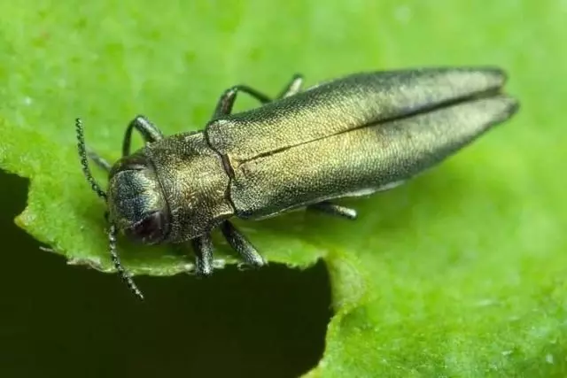 Honeysuckle gedréchent: Grënn, wat ze maachen, firwat Blieder schwaarz ginn, Weeër fir ze kämpfen 10753_14