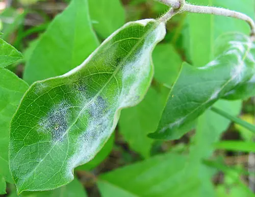 হানিসাকল শুকিয়ে গেছে: কারণ, কী করা উচিত, পাতা কেন কালো হয়ে যায়, লড়াই করার উপায় 10753_2