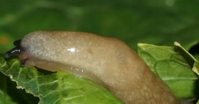 Giunsa makuha ang mga slug sa usa ka greenhouse: sa mga sili, pepino, kamatis