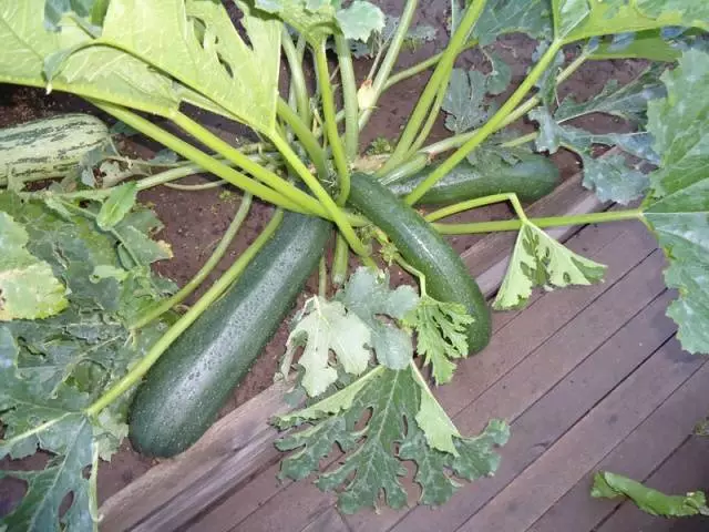 Ubwoko bwiza bwa zucchini kuburusiya rwagati 10771_1