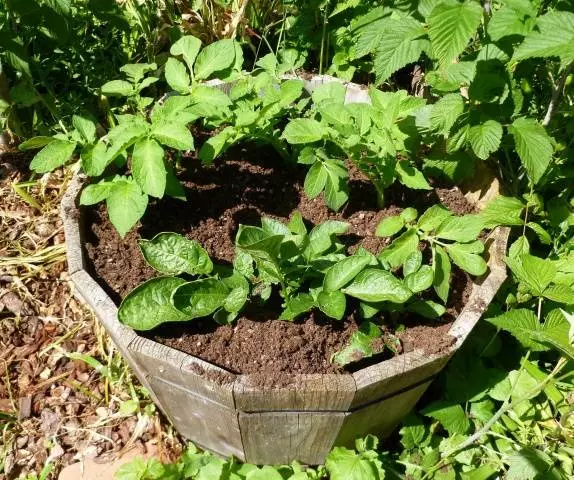 As melhores maneiras de plantar batatas 10798_16