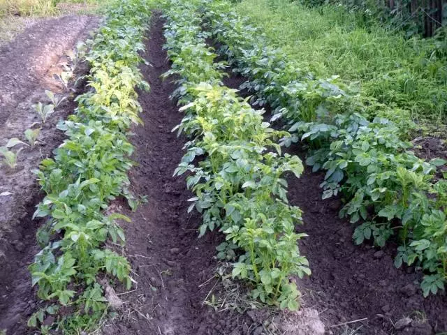 As melhores maneiras de plantar batatas 10798_18