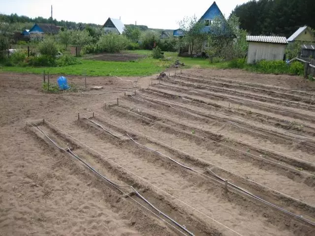 As melhores maneiras de plantar batatas 10798_3