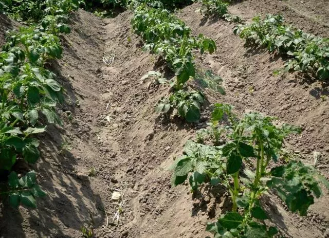 As melhores maneiras de plantar batatas 10798_9