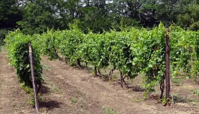 Gjør-det-selv espalier for druer i landet: foto, dimensjoner, diagram, tegninger, video