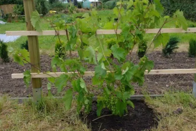 Do-it-yourself grape trellis in the country: photo, dimensions, diagram, drawings, video 107_10