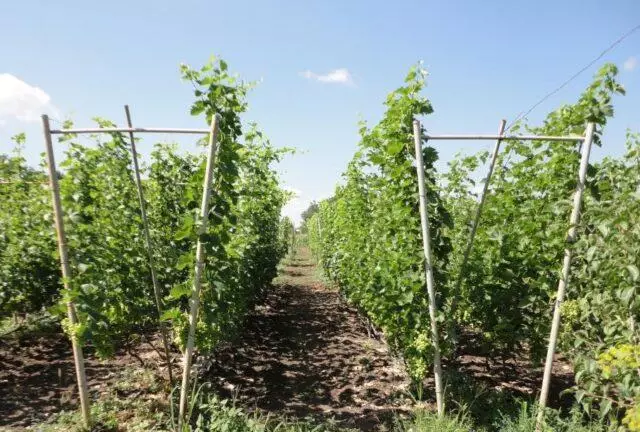 Do-it-yourself grape trellis in the country: photo, dimensions, diagram, drawings, video 107_11