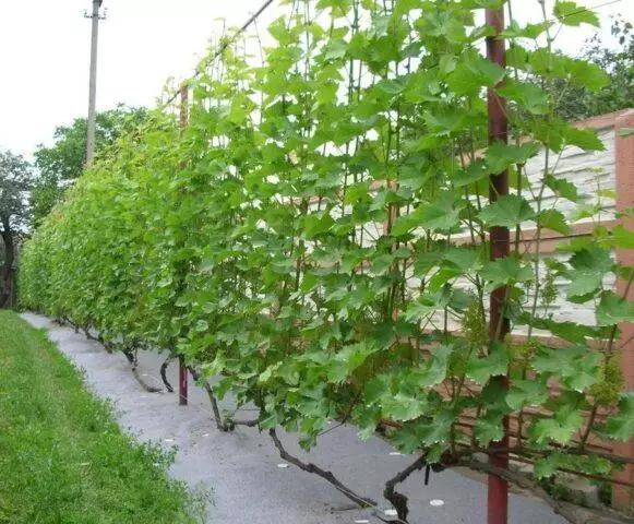 Iketsetse trellis bakeng sa morara naheng: foto, litekanyo, setšoantšo, litšoantšo, video 107_2