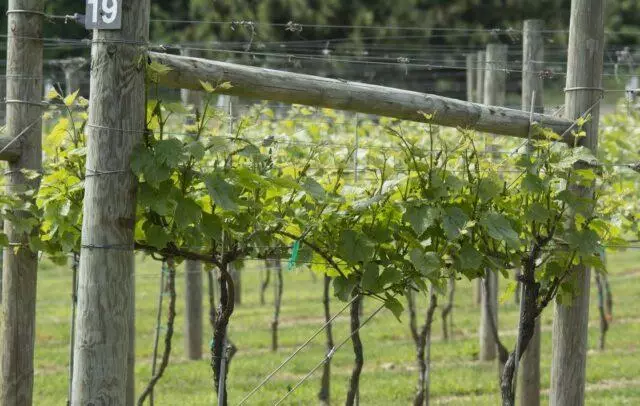 Maacht et-selwer Trellis fir Drauwe am Land: Foto, Dimensiounen, Diagramm, Zeechnungen, Video 107_5