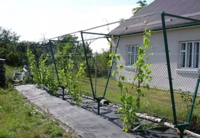 „Csináld magad” rács a szőlőhöz az országban: fotó, méretek, diagram, rajzok, videó 107_8