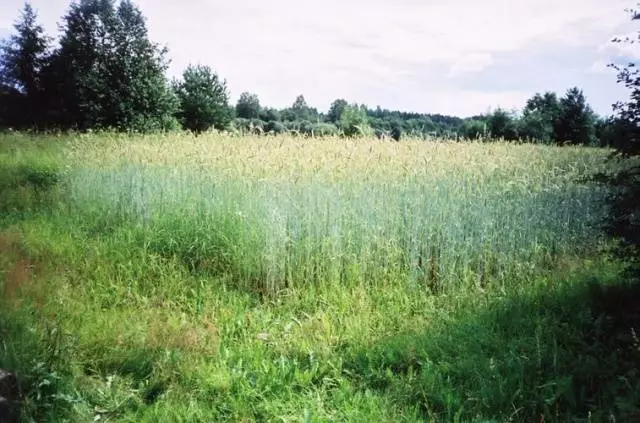 Aardappelschurft: controlemethoden, foto's, beschrijving en behandeling 10806_18