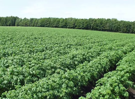 Aardappelschurft: controlemethoden, foto's, beschrijving en behandeling 10806_7