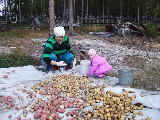 Апрацоўка бульбы перад пасадкай ад каларадскага жука 10824_8