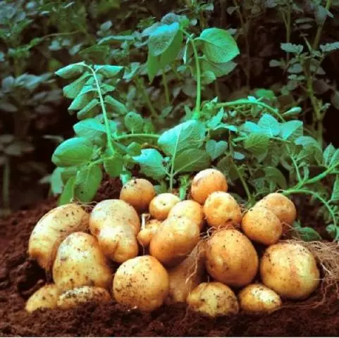 Riviera potatis