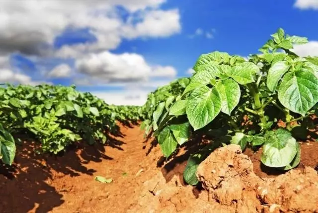 Potatoes Labella: barietate deskribapena, argazkiak, iritziak 10846_6