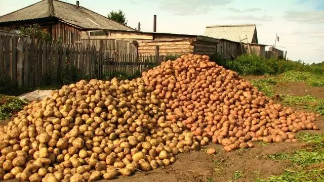 Potatoes Labella: barietate deskribapena, argazkiak, iritziak 10846_8