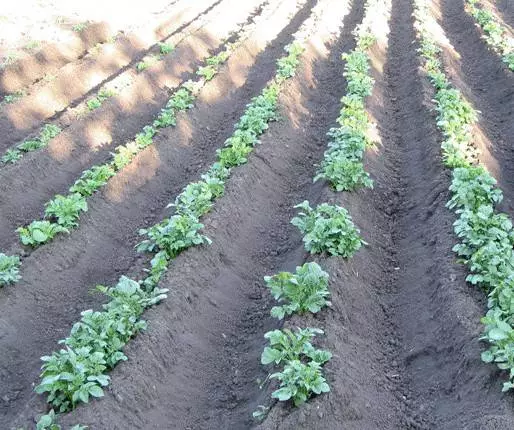 Plantando batatas em abril 10850_4