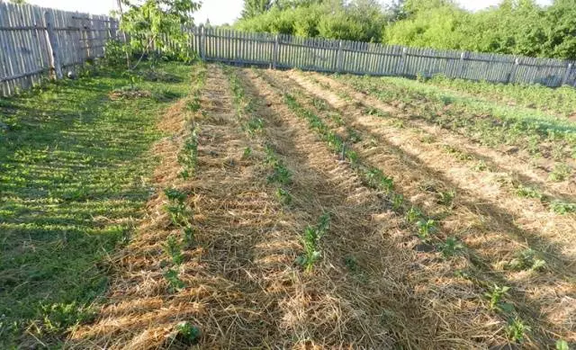 Plantando batatas em abril 10850_7