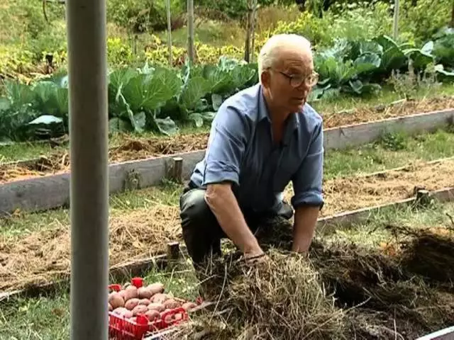 Plantando batatas em abril 10850_8