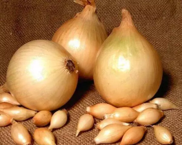 Onion Setton: mô tả đa dạng, hình ảnh, đánh giá, trồng và chăm sóc 10877_1