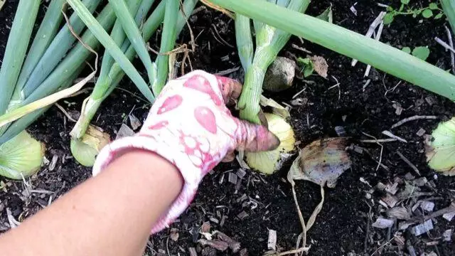 Onion Troy F1: lainlaing paghulagway, litrato, repasuha, pagtanum ug pag-atiman, video 10878_3