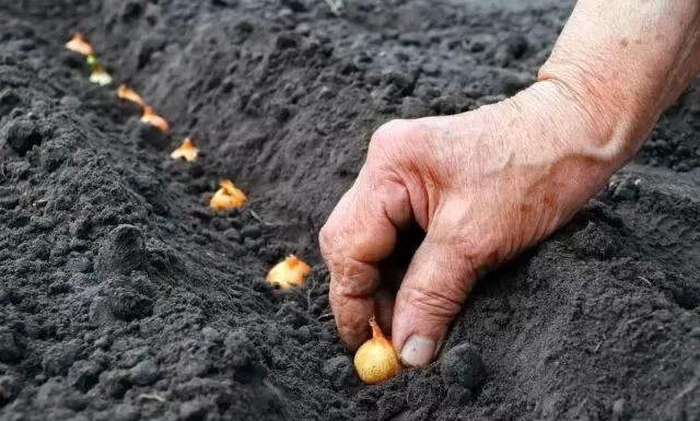 ציבעלע טרוי פ 1: פאַרשיידנקייַט באַשרייַבונג, פאָטאָס, באריכטן, פּלאַנטינג און זאָרג, ווידעא 10878_5