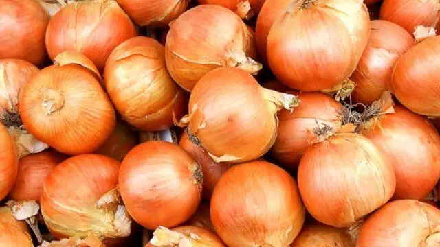 Onion Troy F1: variety description, photos, reviews, planting and care, video 10878_9