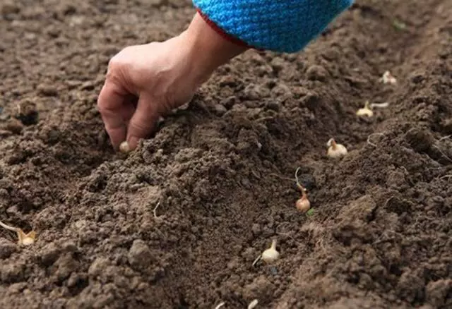 Gutera igitunguru mugwa mbere yimbeho muri Ural 10882_6