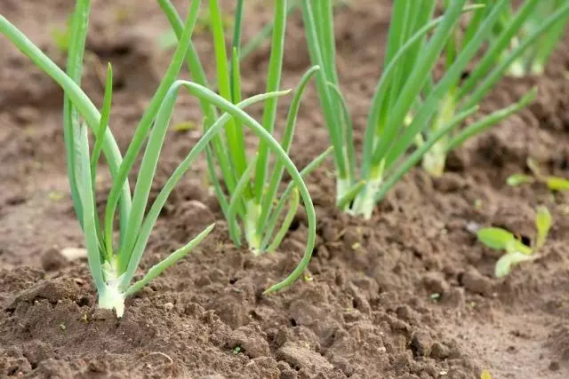 Gutera igitunguru mugwa mbere yimbeho muri Ural 10882_9