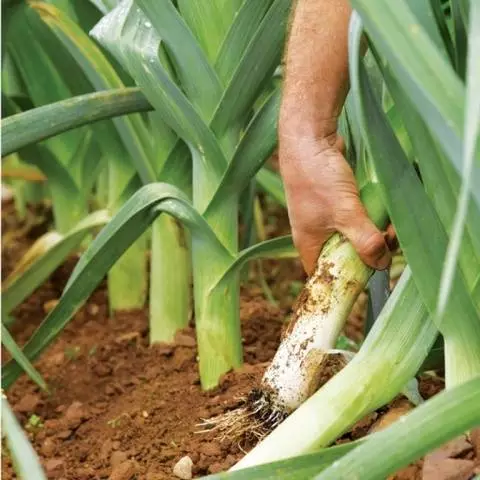 ליקס: גראָוינג און זאָרגן אין סיביר 10886_12