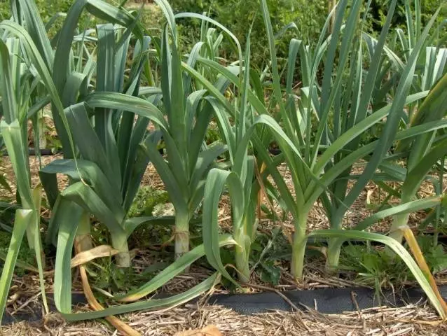 ליקס: גראָוינג און זאָרגן אין סיביר 10886_3