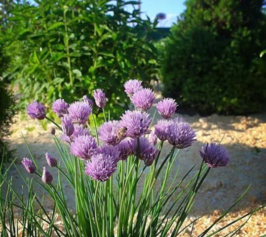 Chives: ke eng, foto, tlhaloso, ho hola le ho hlokomela tšimong, lipeo 10900_1