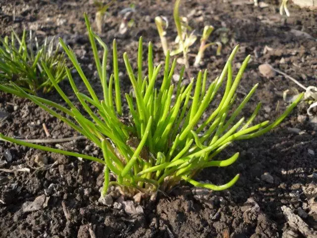 Chives: menene, hoto, bayanin, girma da kulawa a cikin fili, seedlings 10900_12