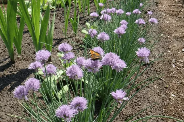 Chives: ke eng, foto, tlhaloso, ho hola le ho hlokomela tšimong, lipeo 10900_16