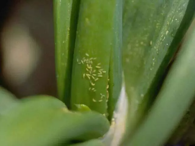 Chives: menene, hoto, bayanin, girma da kulawa a cikin fili, seedlings 10900_22