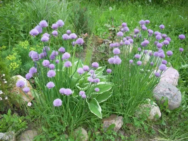 Gräslök: vad är det, foto, beskrivning, odling och vård i det öppna fältet, plantor 10900_3