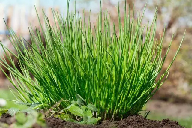 Gräslök: vad är det, foto, beskrivning, odling och vård i det öppna fältet, plantor 10900_4