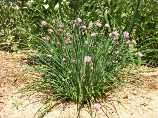 Bieslook: wat is it, foto, beskriuwing, groei en soarch yn it iepen fjild, seedlings 10900_6