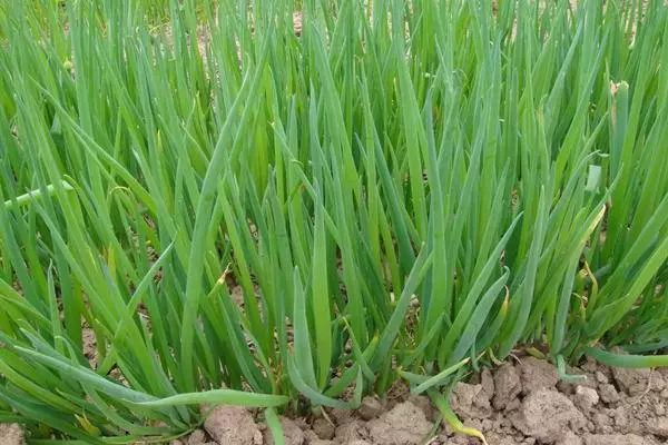 Wanneer moet je een lente-ui planten voor de winter? 10917_10