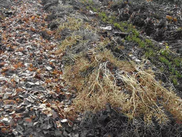 Wanneer moet je een lente-ui planten voor de winter? 10917_21