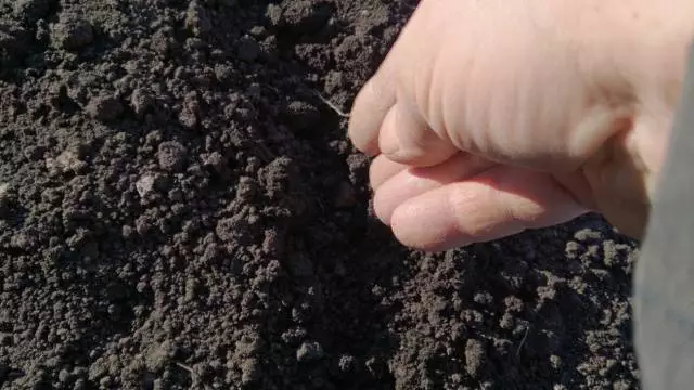 Wanneer moet je een lente-ui planten voor de winter? 10917_4