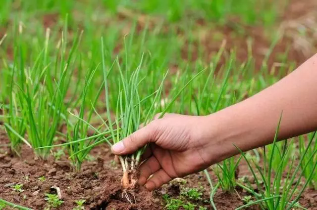 Kapan menanam daun bawang sebelum musim dingin 10917_7