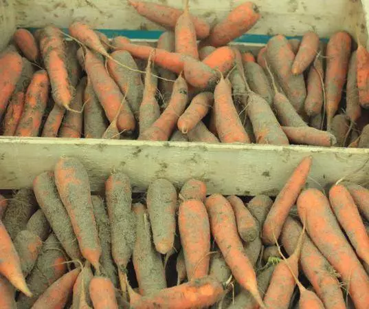 Carrot Nandrin F1: description, photo, reviews 10940_6