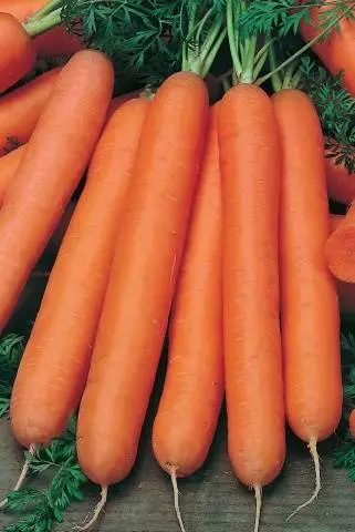 Mga lahi sa carrot nga adunay mga litrato ug paghulagway 10955_13