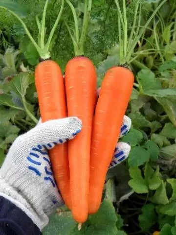 Mga lahi sa carrot nga adunay mga litrato ug paghulagway 10955_14